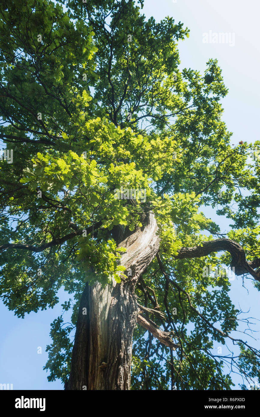 big bent oak tree taken from below Stock Photo - Alamy