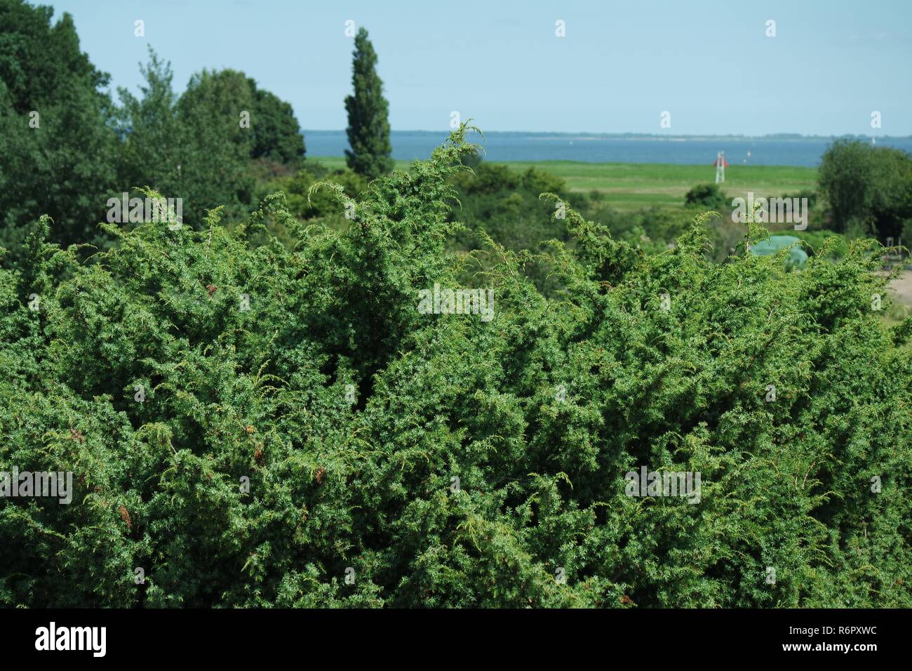 Wacholderstrauch hi-res stock photography and images - Alamy