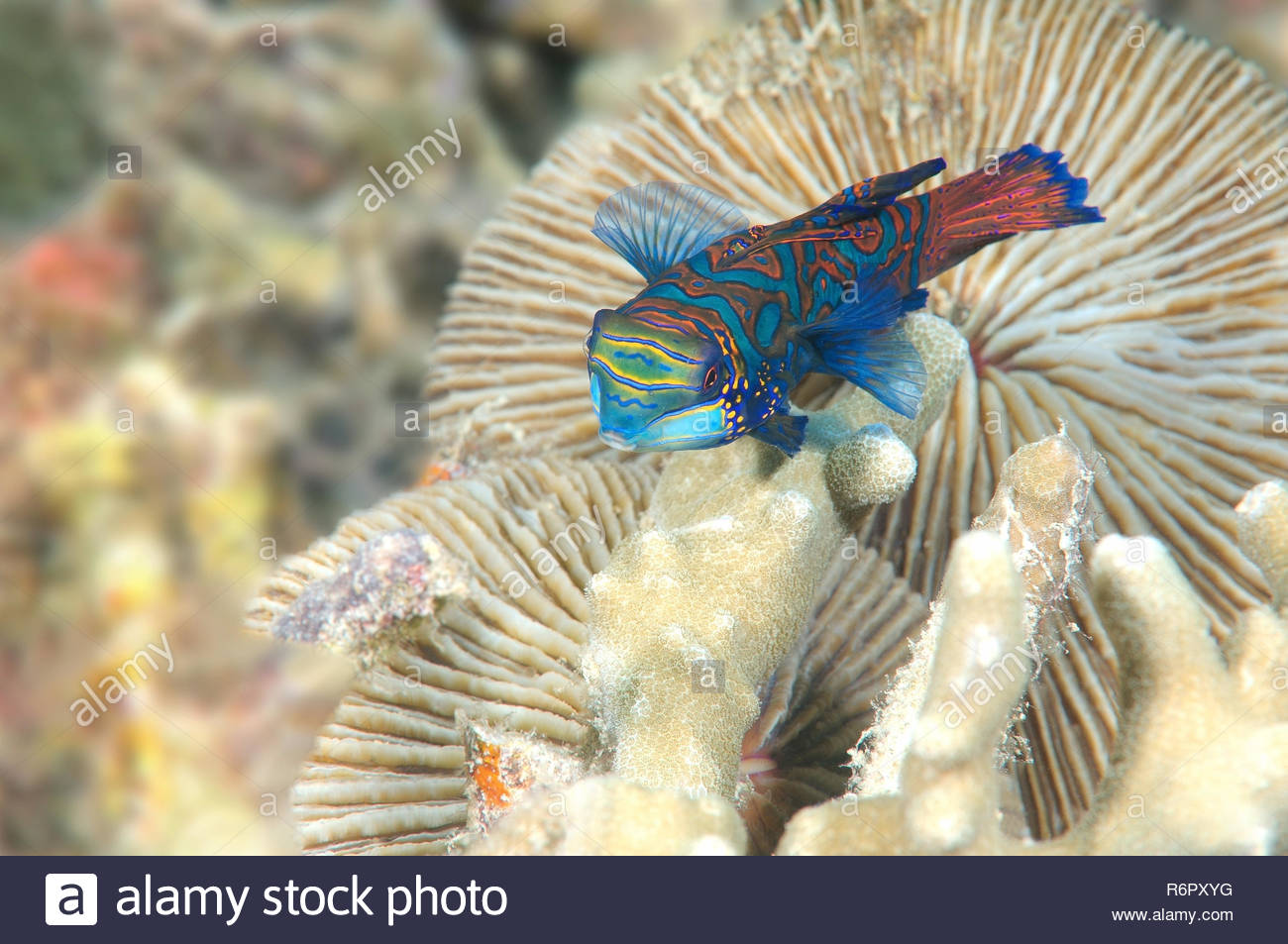 Callionymus Stock Photos & Callionymus Stock Images - Alamy