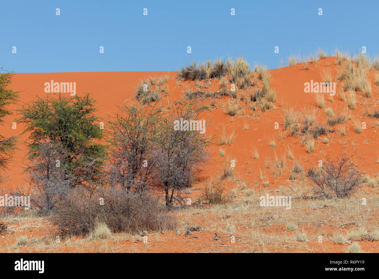 dune in the kgalagadi transfrontier national park Stock Photo - Alamy