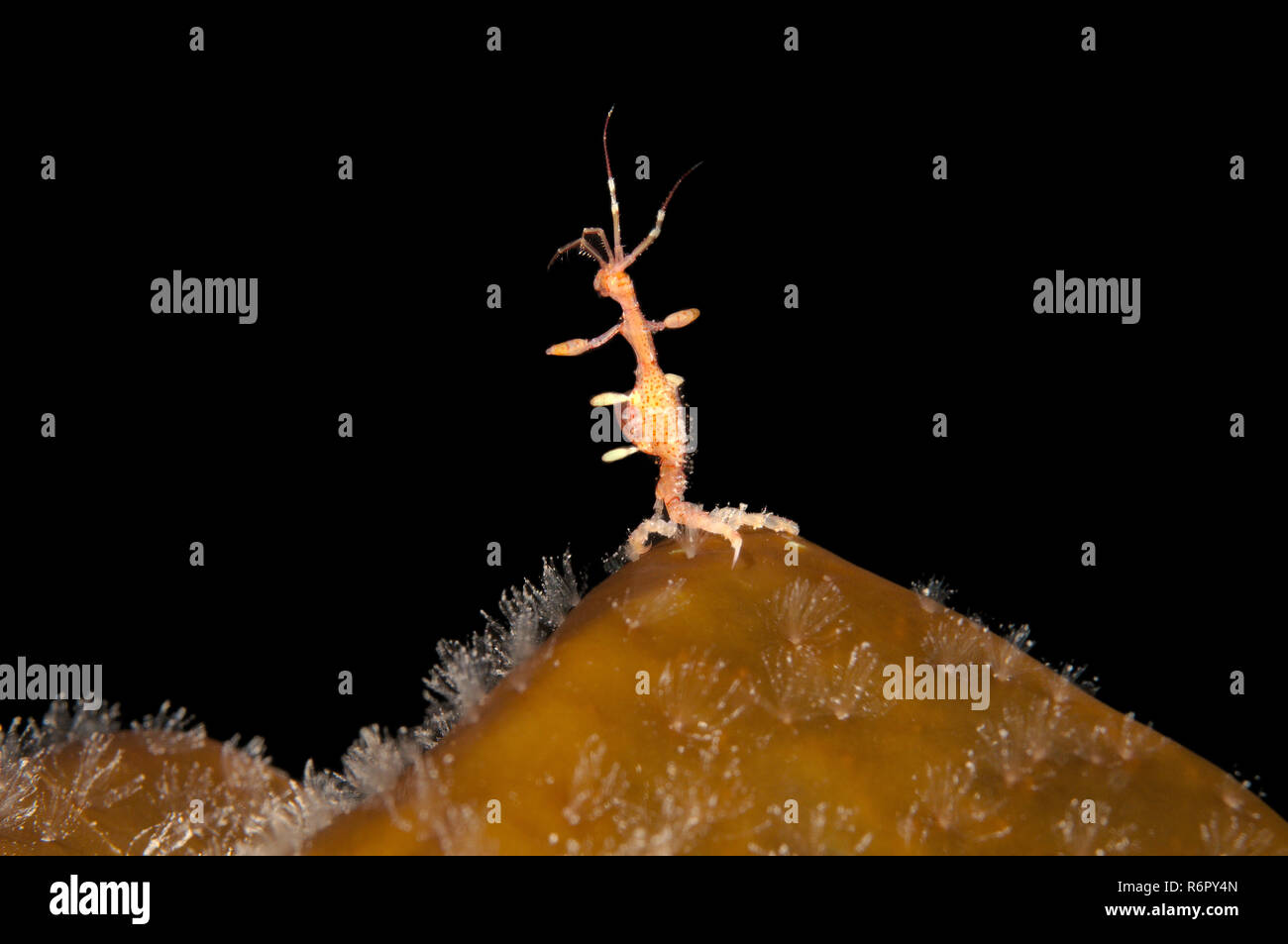 Caprella hi-res stock photography and images - Alamy