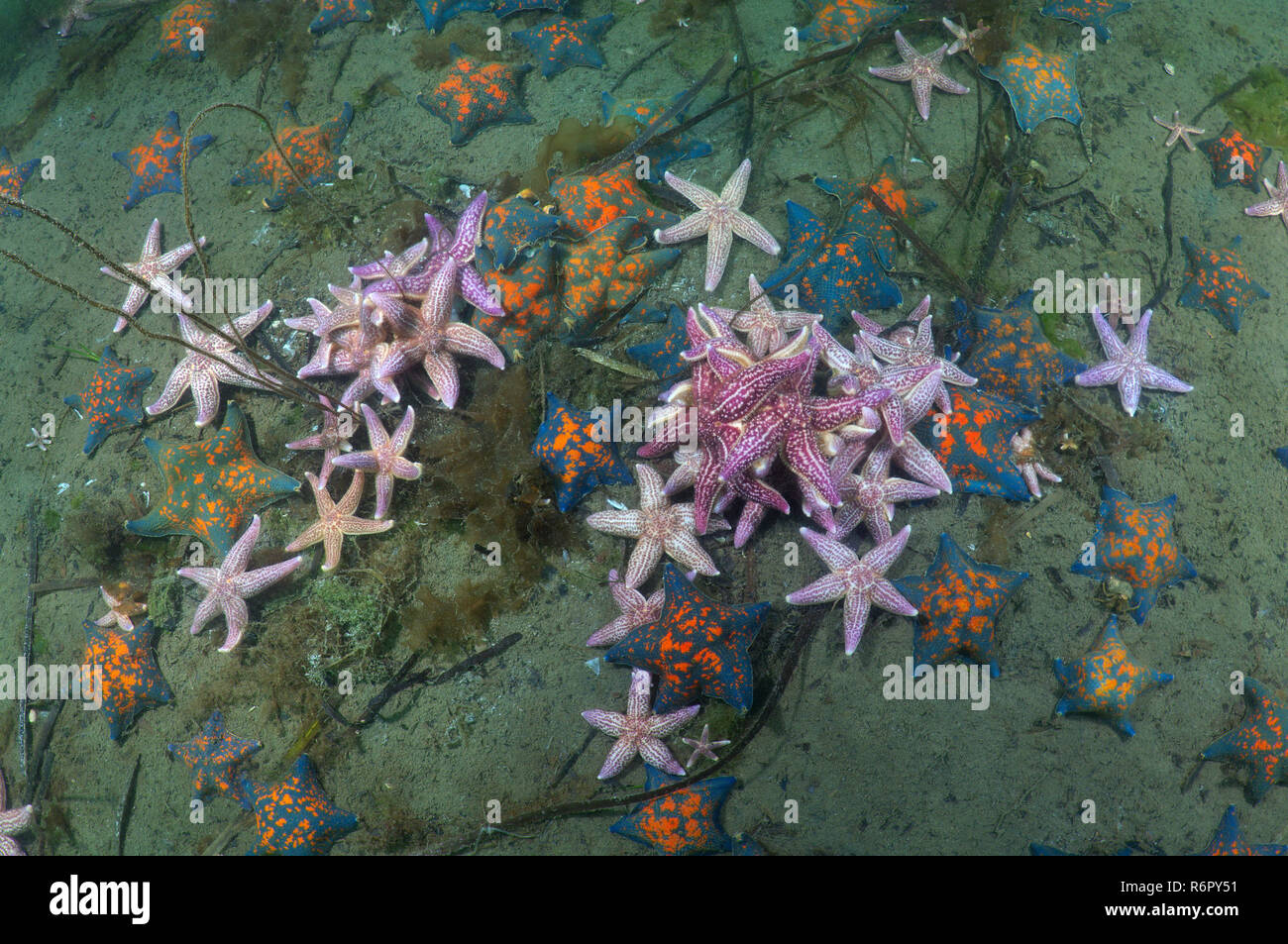 many Northern Pacific seastar or Japanese common starfish (Asterias ...