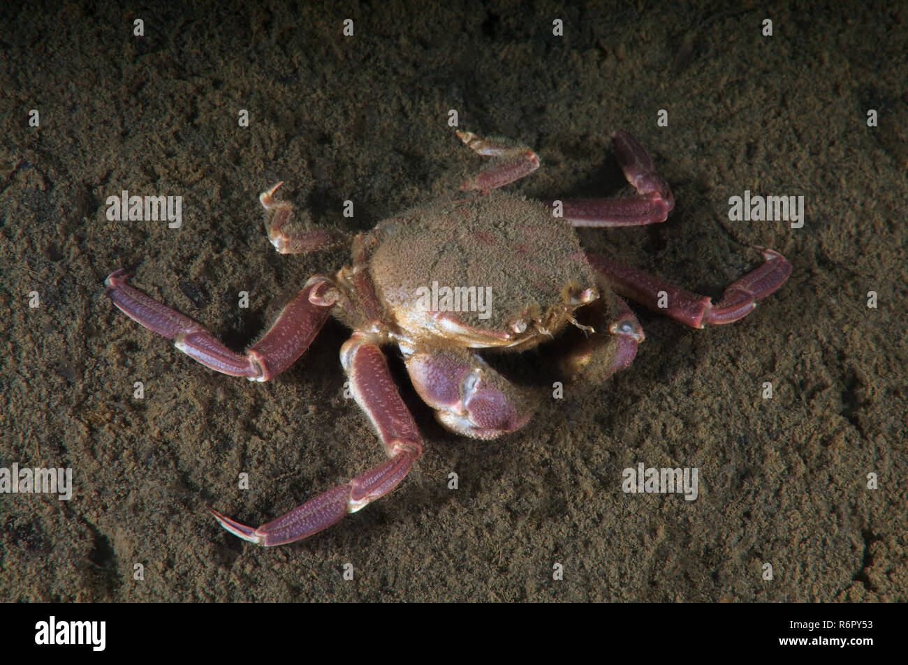 Samurai crab or granulated mask crab (Paradorippe granulata) Sea of ...