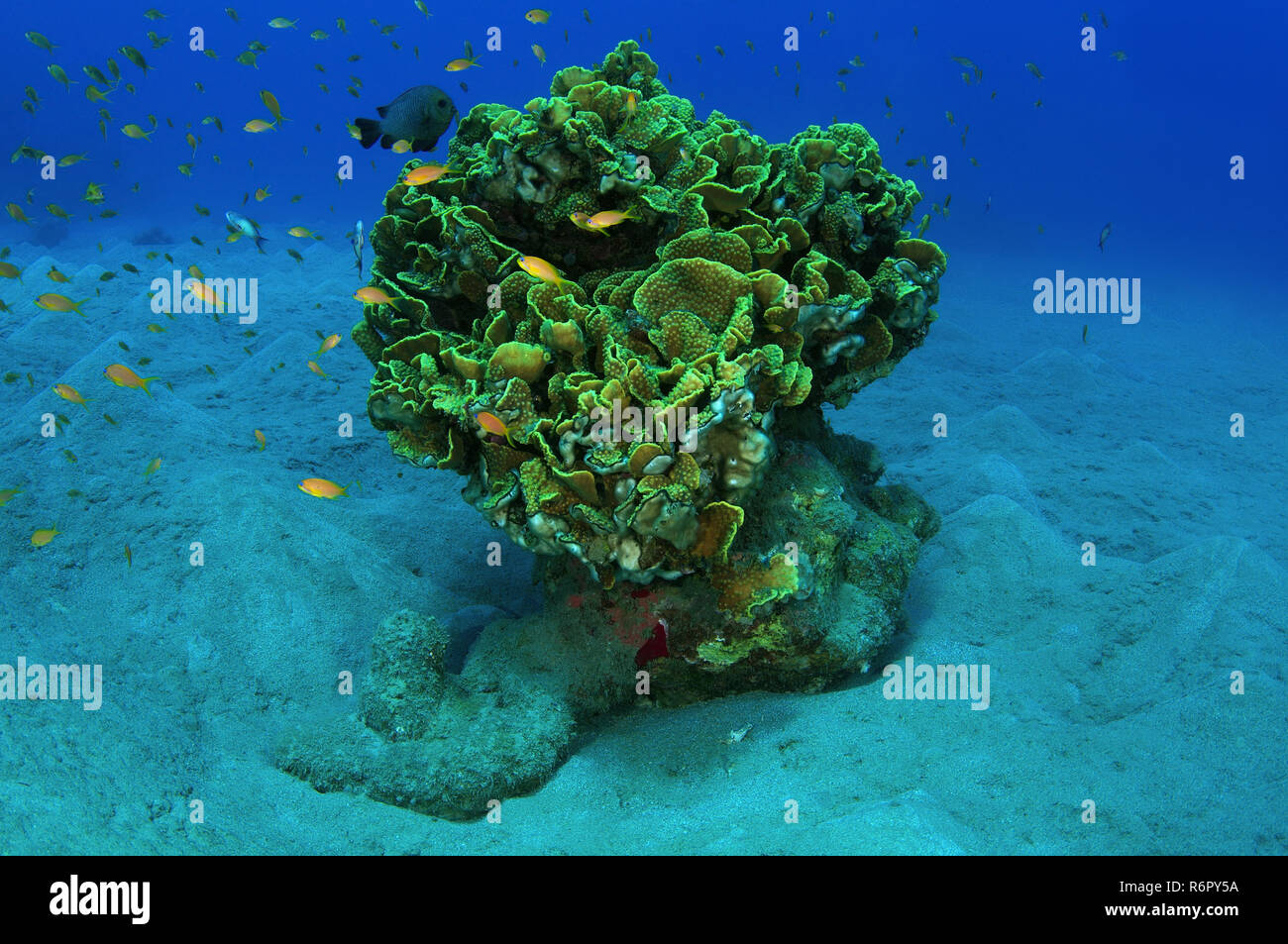 Single coral on a sandy bottom, Red sea, Marsa Alam, Abu Dabab, Egypt ...