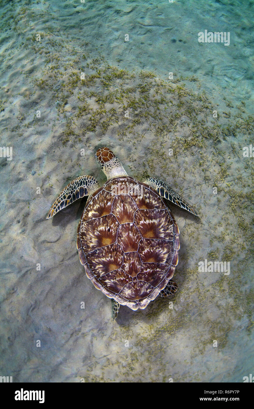 Green sea turtles algae hi-res stock photography and images - Alamy