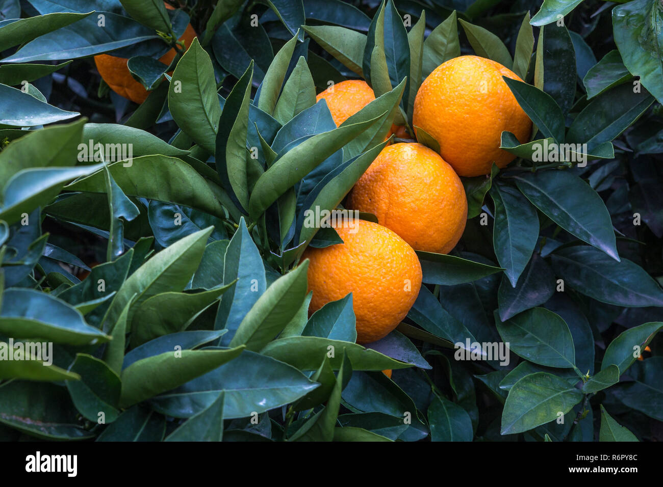The Fresh orange Stock Photo - Alamy
