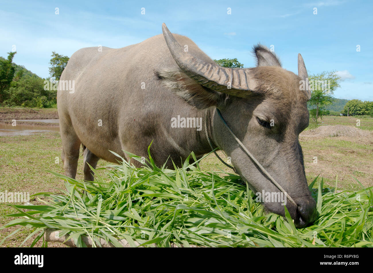 Domestic asian water buffalo hi-res stock photography and images - Alamy