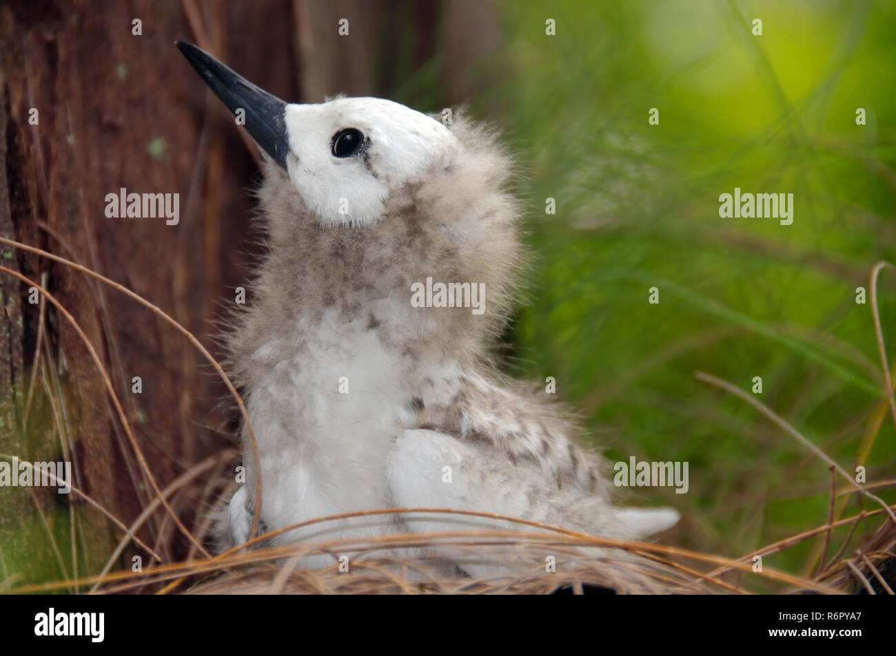 Fairy, White Tern Bird or holy ghost bird (Gygis alba) baby, Denis ...