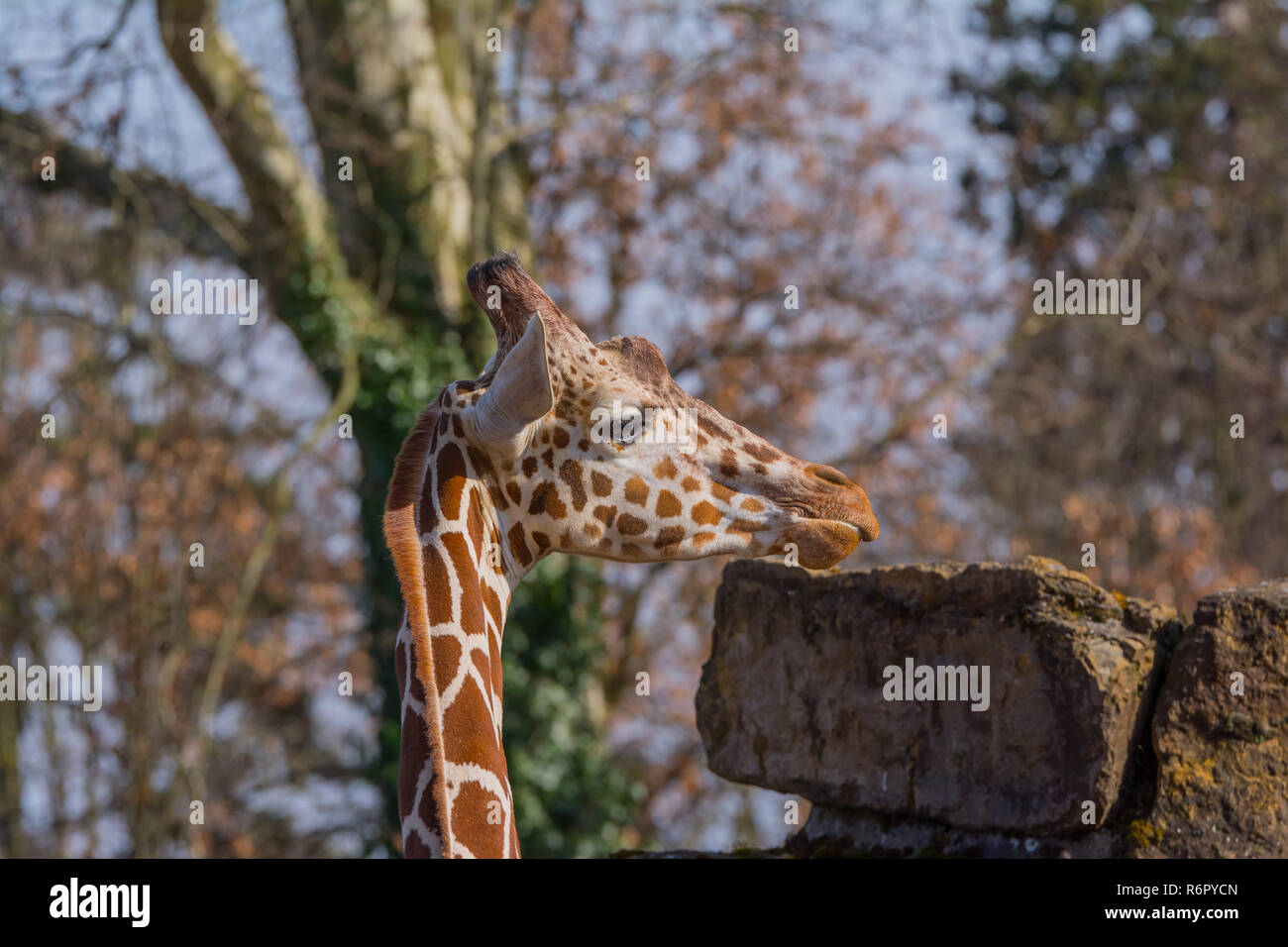 Net chewing hi-res stock photography and images - Alamy