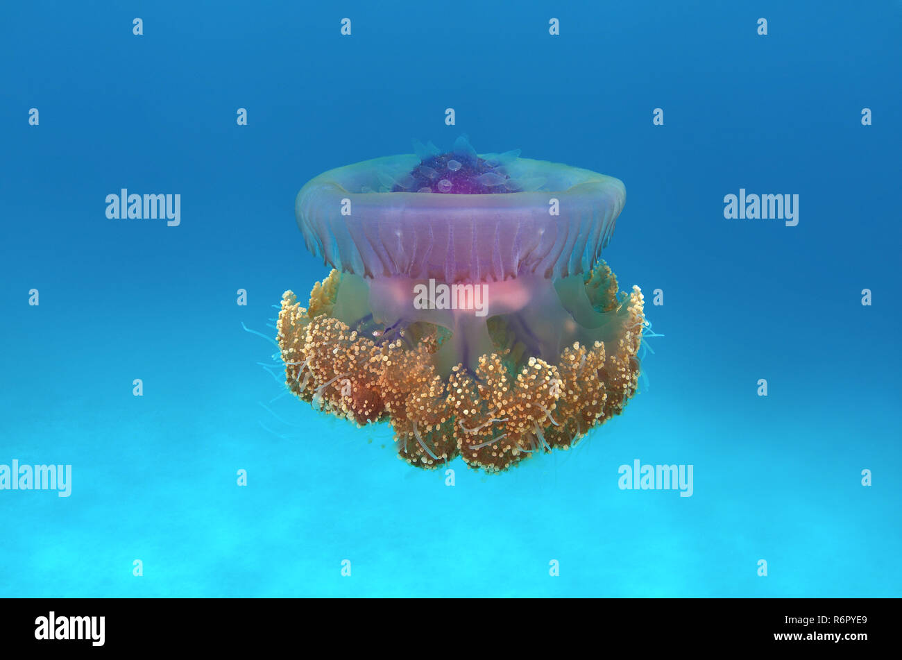 Cauliflower jellyfish (Cephea cephea) Indian Ocean, Maldives Stock ...