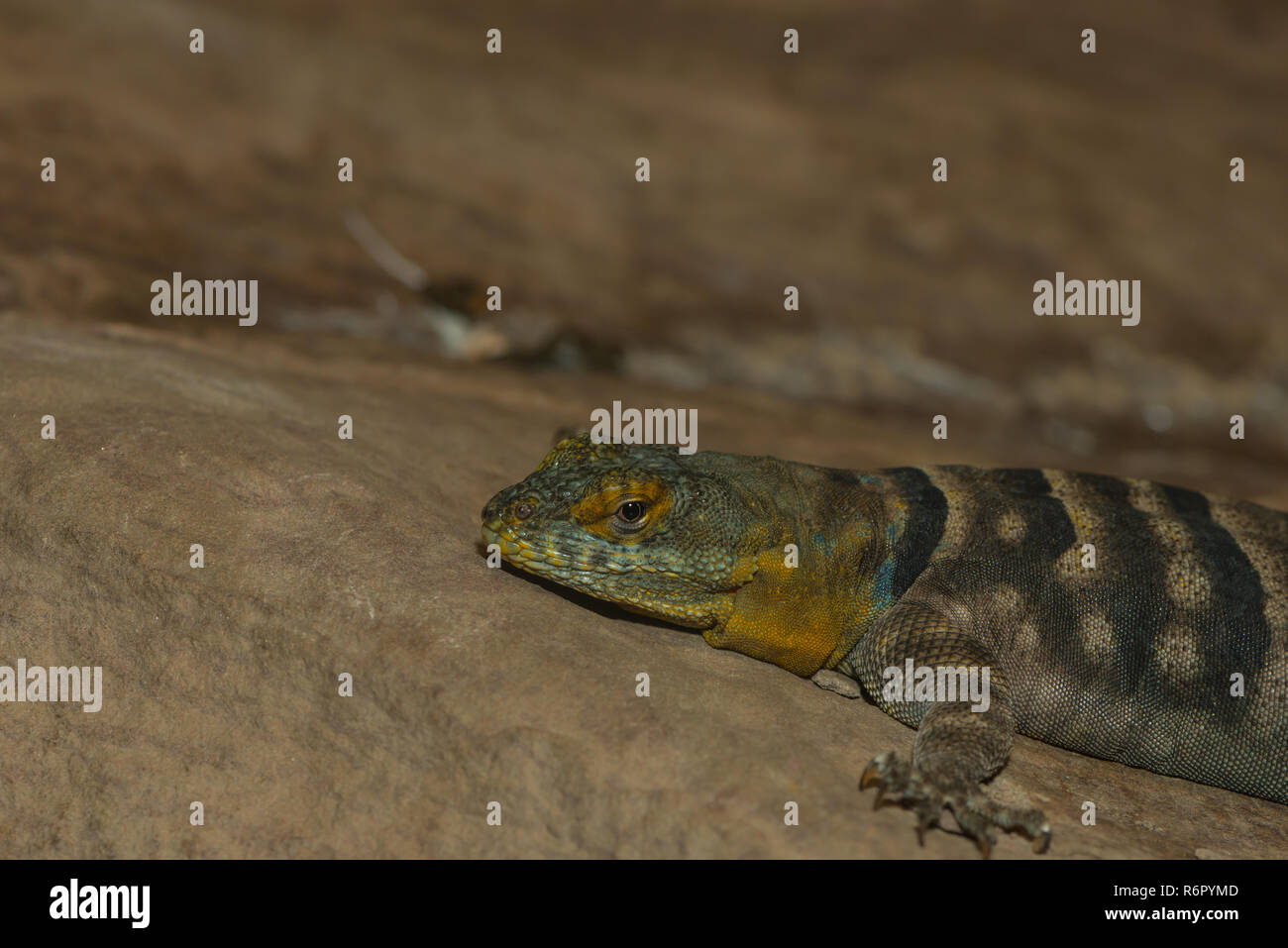 Petrosaurus hi-res stock photography and images - Alamy