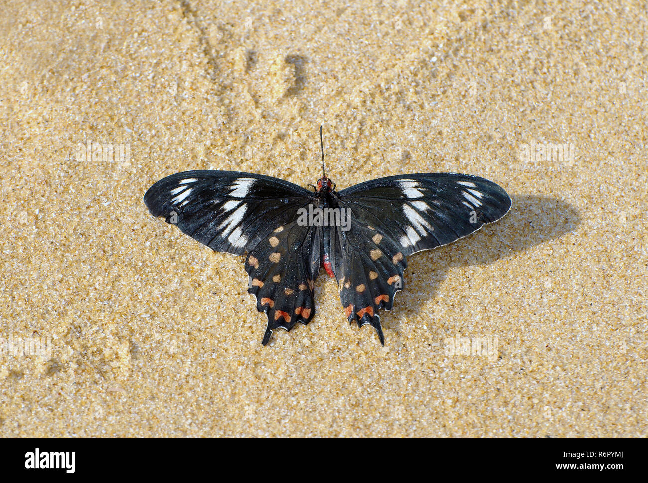 Crimson rose butterfly hi-res stock photography and images - Alamy