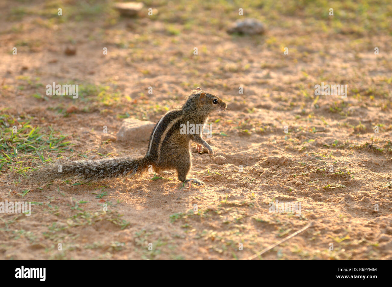 Jungle Palm Squirrel