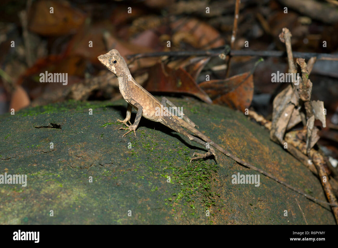 Brown-patched Kangaroo lizard, Wiegmann's Agama or Sri Lankan Kangaroo ... Brown-patched Kangaroo lizard, Wiegmann's Agama or Sri Lankan Kangaroo ...