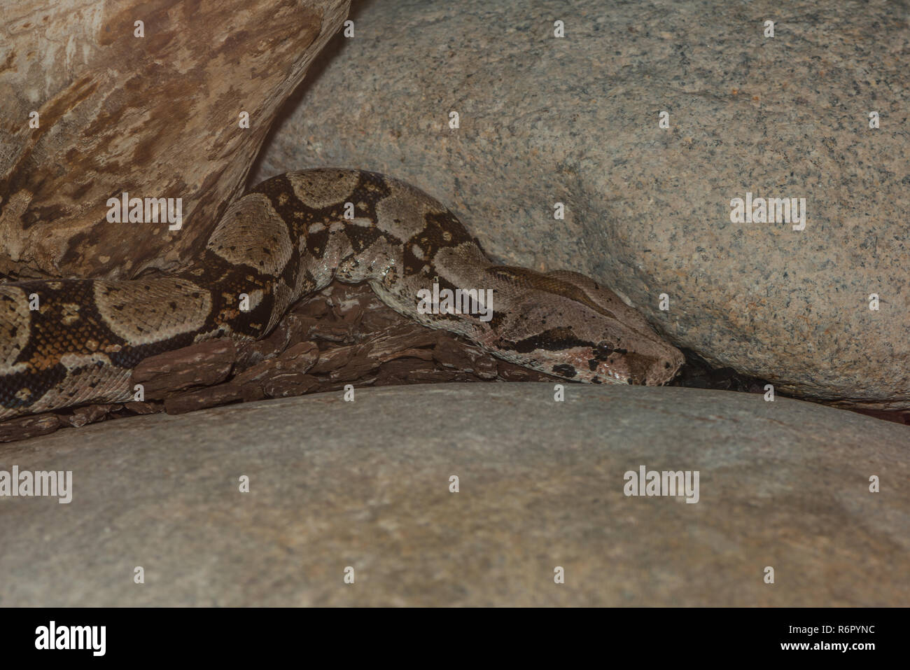 Snakes Wriggle High Resolution Stock Photography and Images - Alamy