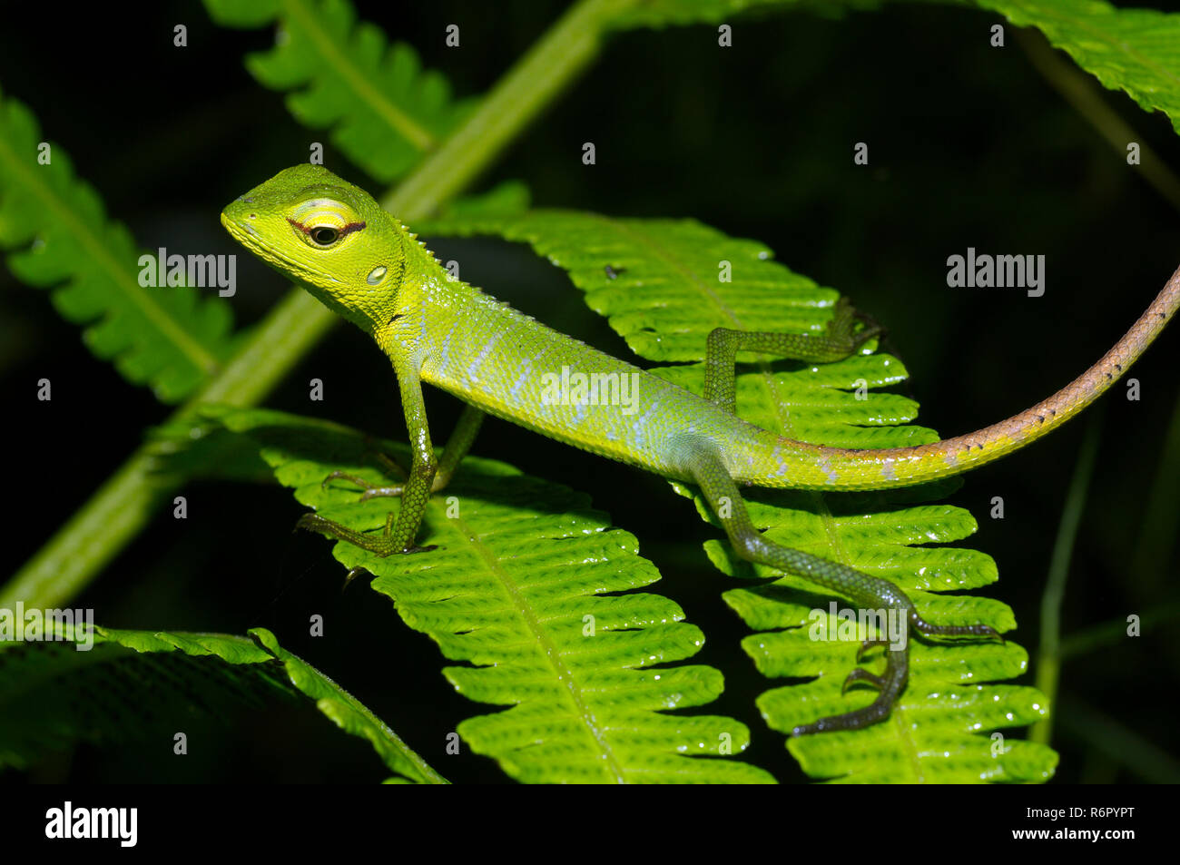 Common Green Forest Lizard, Green Forest Calotes or Vietnamese Calote ...