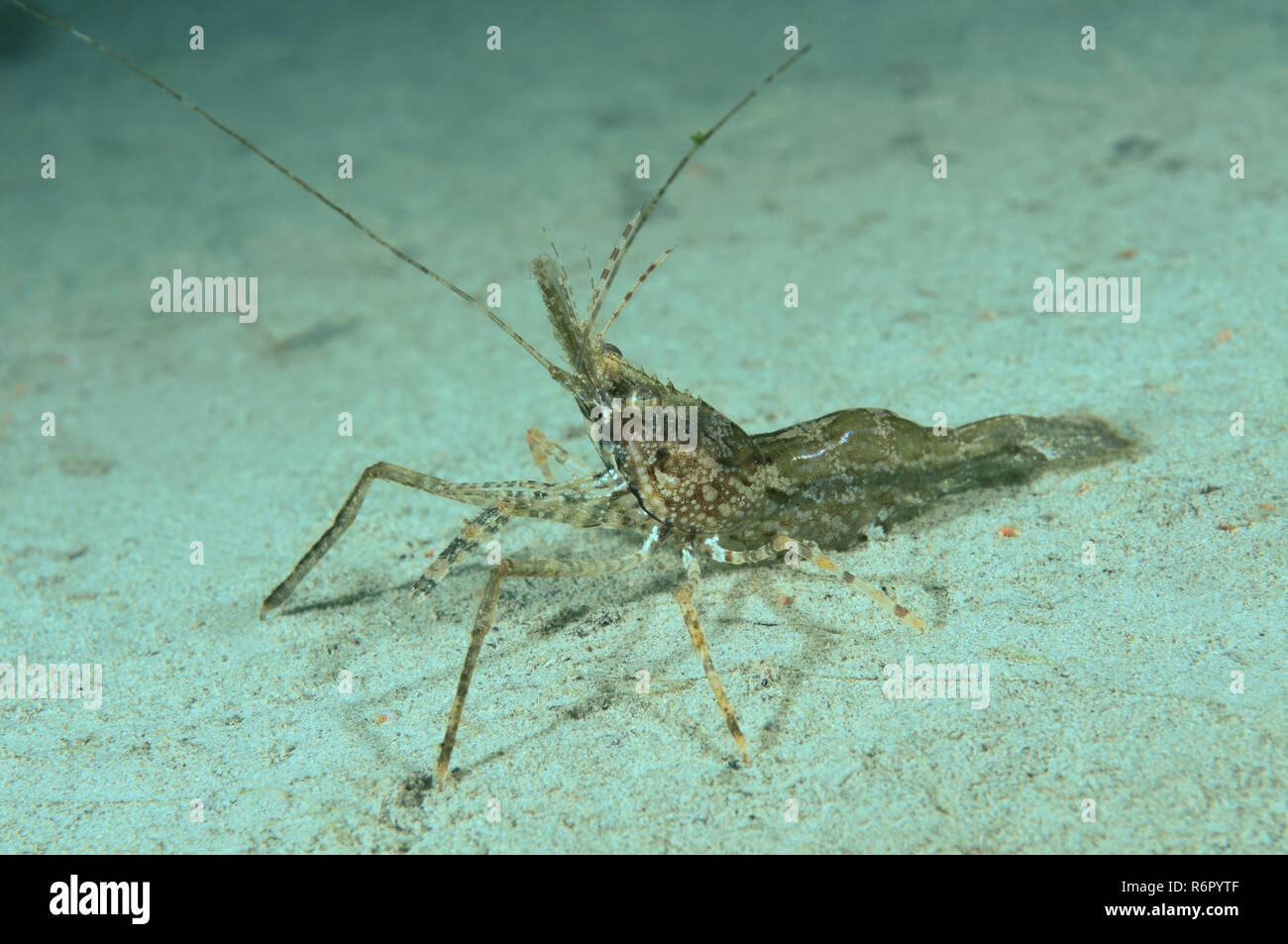 shrimp (Palaemon sp.) Far East, Sea of Japan, Russia Stock Photo - Alamy