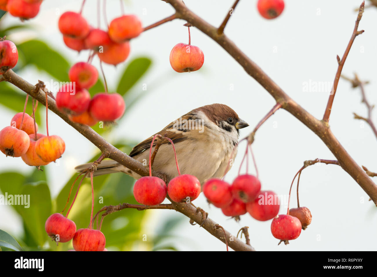 German sparrow plumage hi-res stock photography and images - Alamy