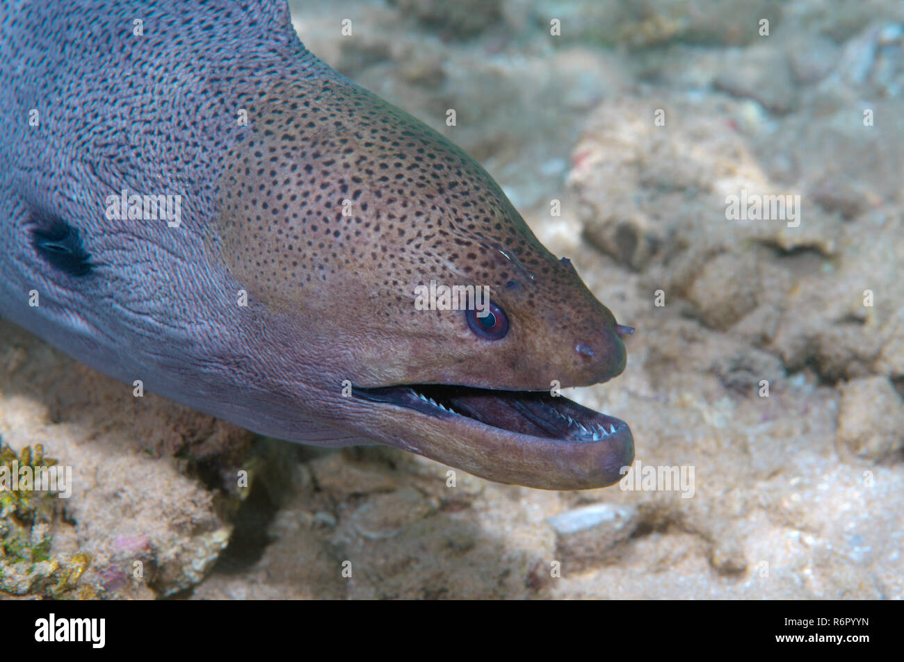 Portrait Giant Moray Eel, Blackpearl moray, Java moray eel, Slender ...