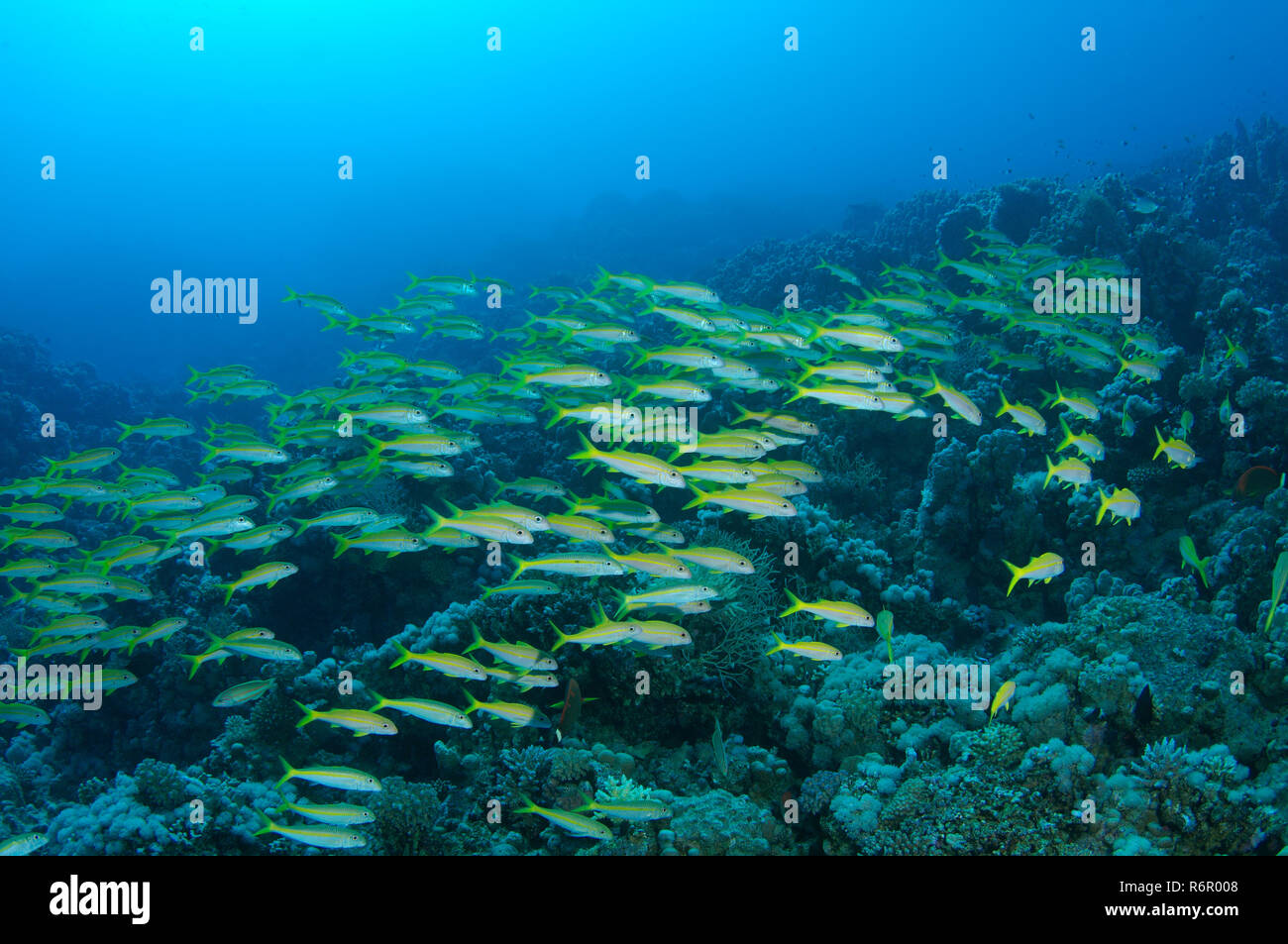 school of fish Yellowfin goatfish, Golden banded goatfish, Non-spotted ...