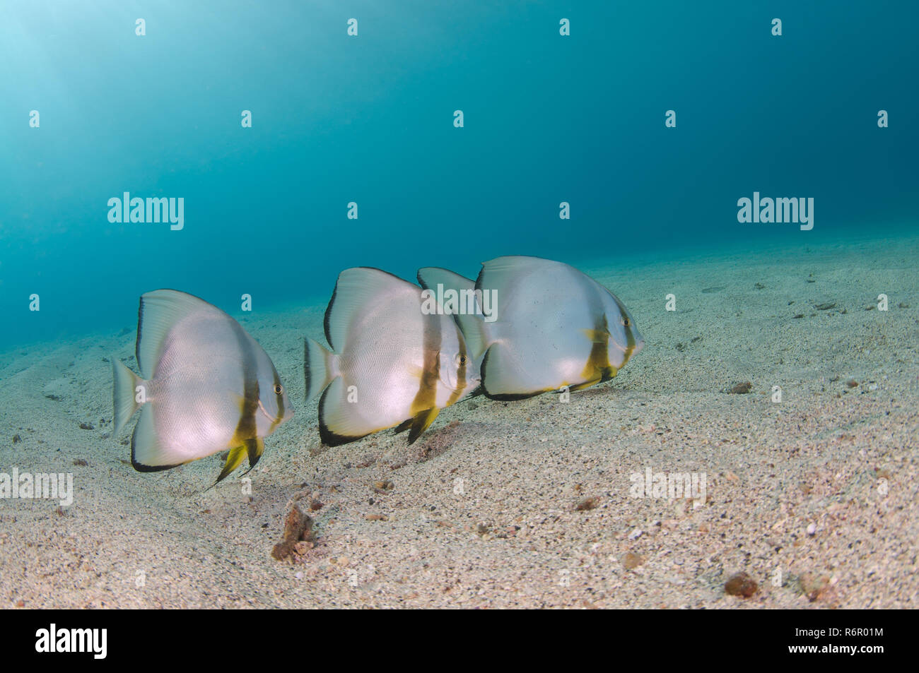 school of fish Teira batfish, Roundface batfish, Longfin spadefish or ...