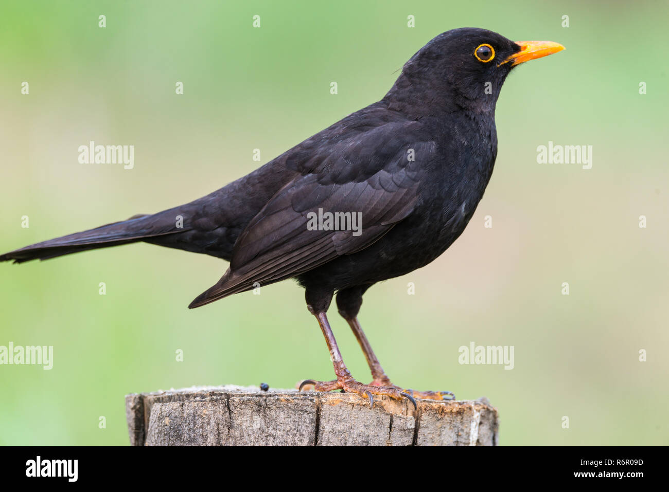 Mirlo comun hi-res stock photography and images - Alamy