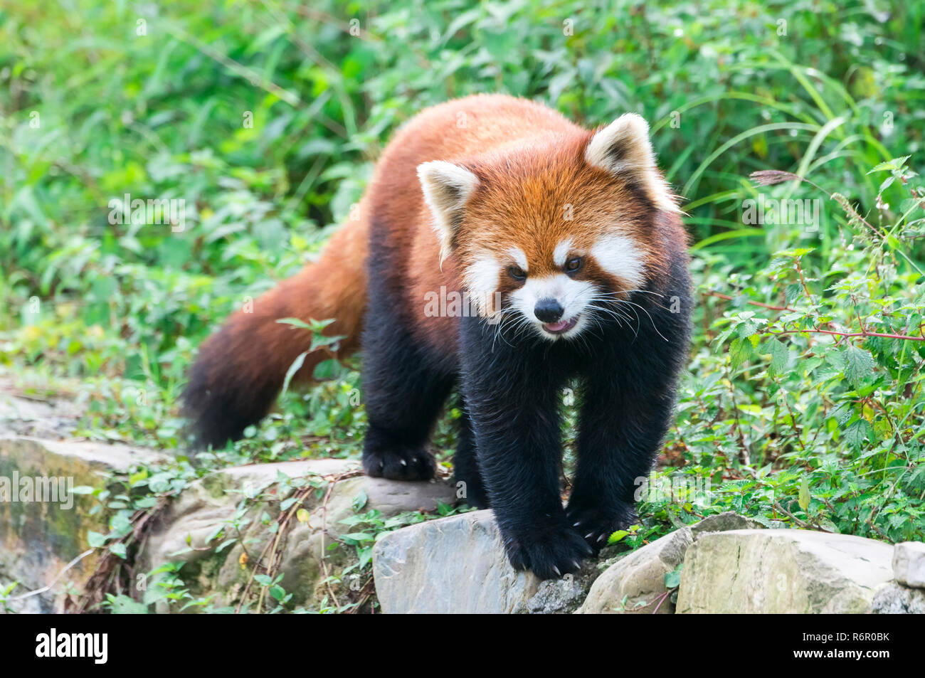 Giant red panda hi-res stock photography and images - Alamy