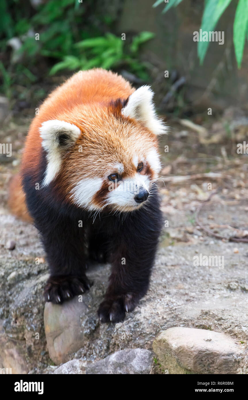 Red Panda (Ailurus fulgens), Sichuan Province, China Stock Photo - Alamy