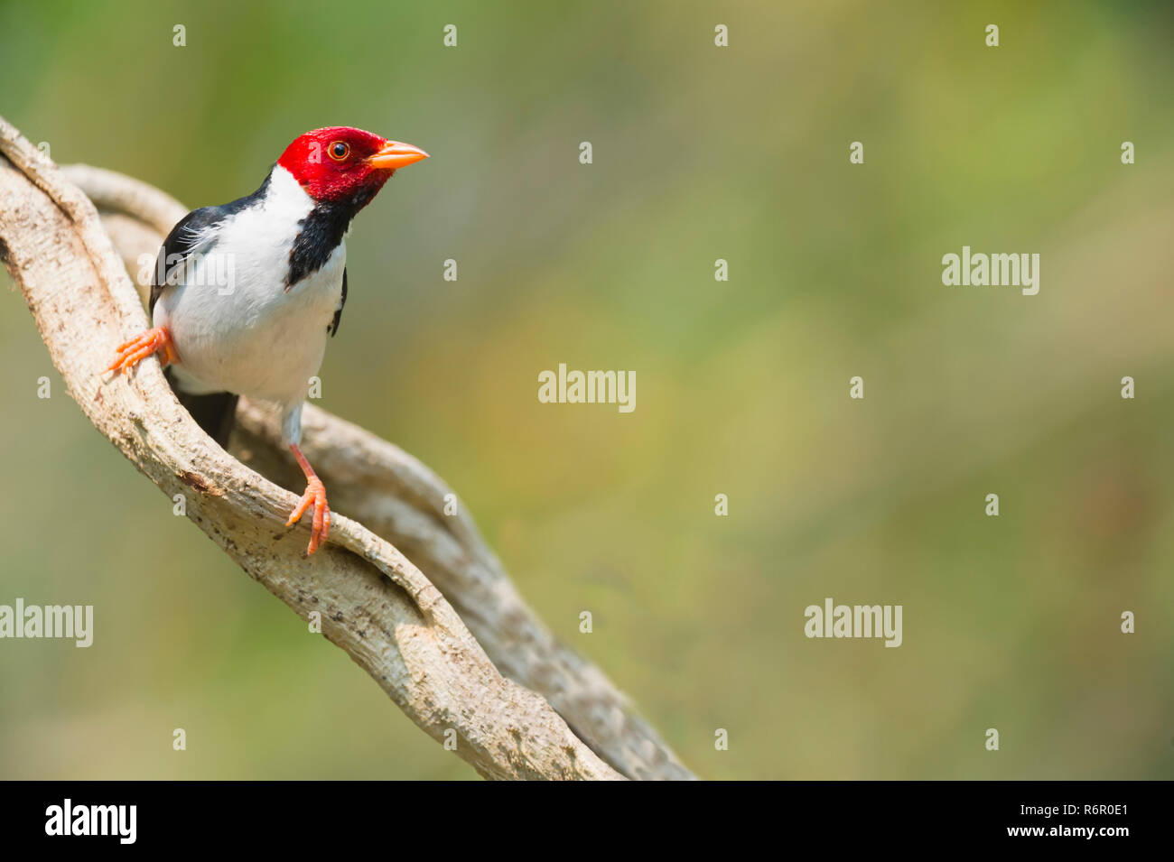 Male Yellow billed Cardinal (Paroaria capitata), Pantanal, Mato Grosso ...