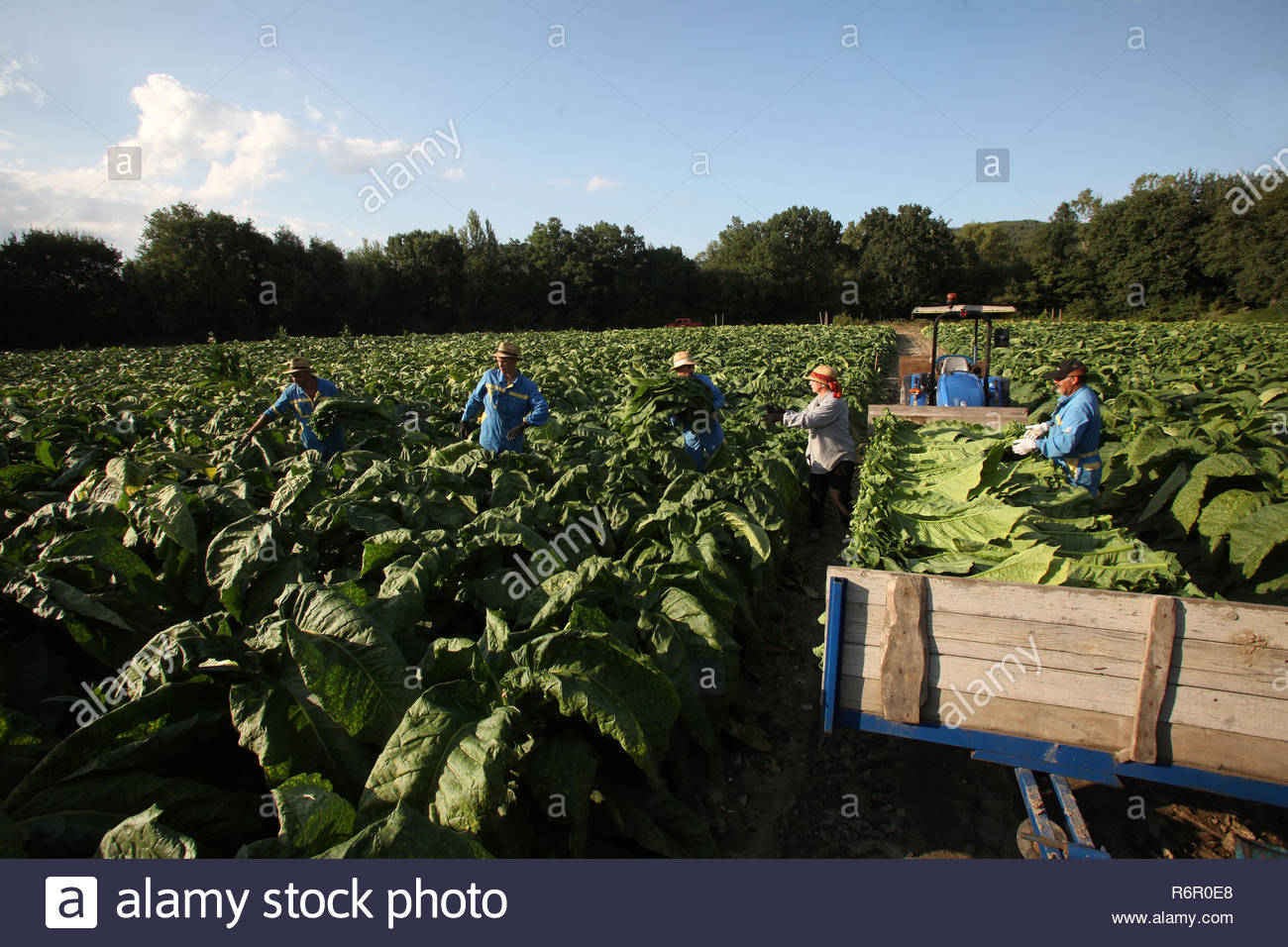 Tobacco Cultivation Europe Stock Photos & Tobacco Cultivation Europe ...