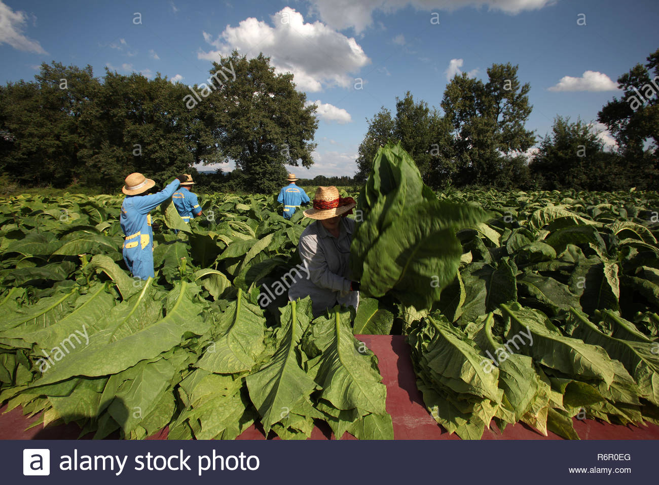 Harvesting Tobacco Leaves Stock Photos & Harvesting Tobacco Leaves ...