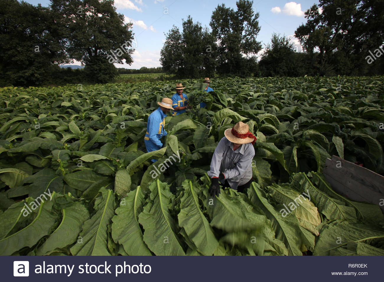 Harvesting Tobacco Leaves Stock Photos & Harvesting Tobacco Leaves ...