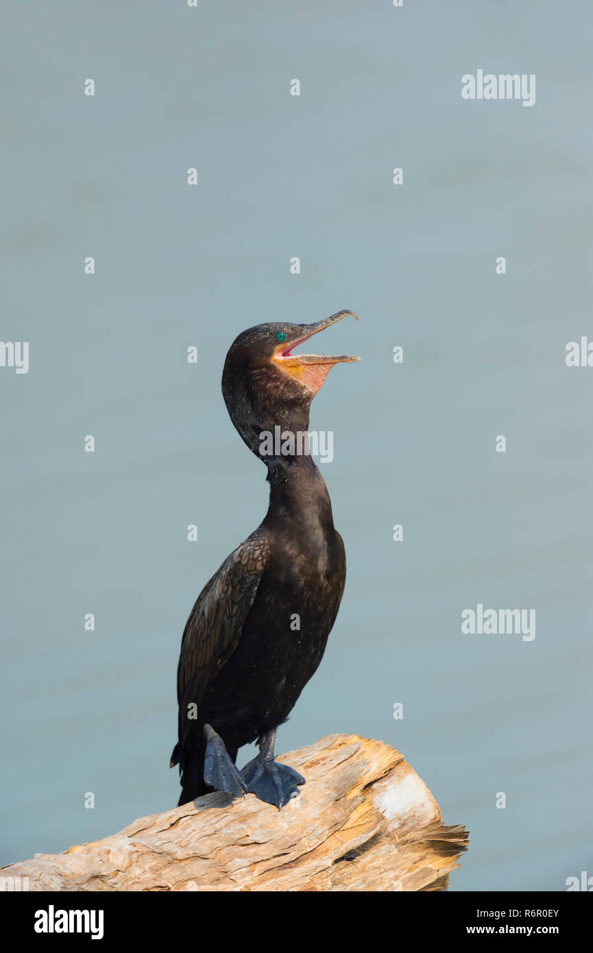 Neotropical Cormorant (Phalacrocorax brasilianus), Pantanal, Mato ...