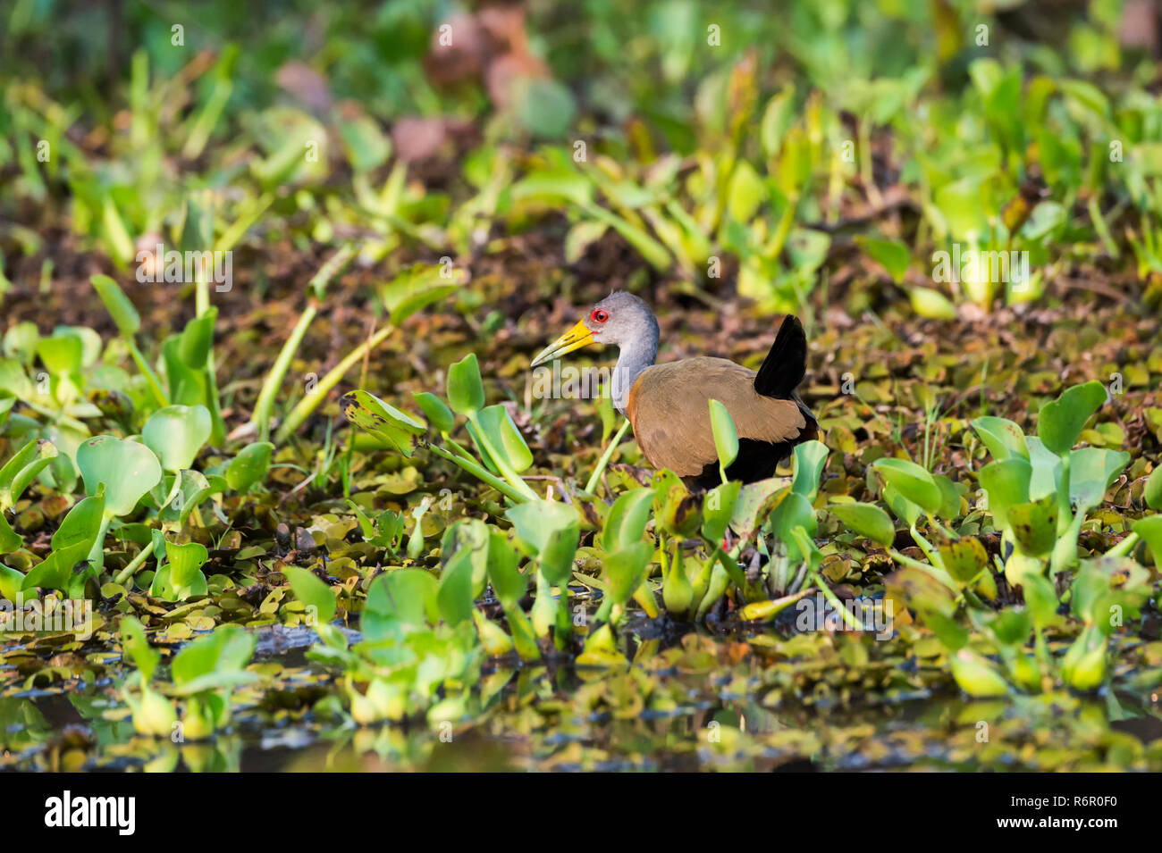 Grey-necked Wood-Rail (Aramides cajaneus), Pantanal, Mato Grosso ...