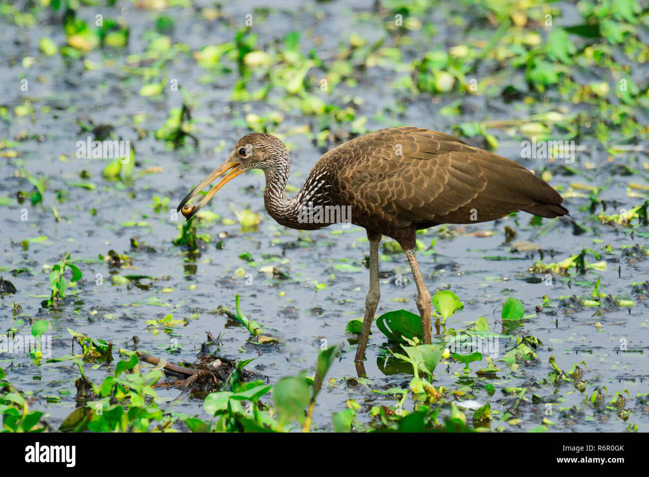 Limpkin (Aramus guarauna) eating a snail, , Pantanal, Mato Grosso ...