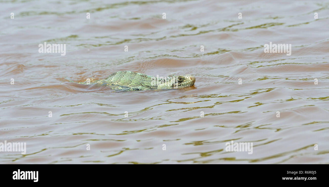 Iguana iguana swimming hi-res stock photography and images - Alamy