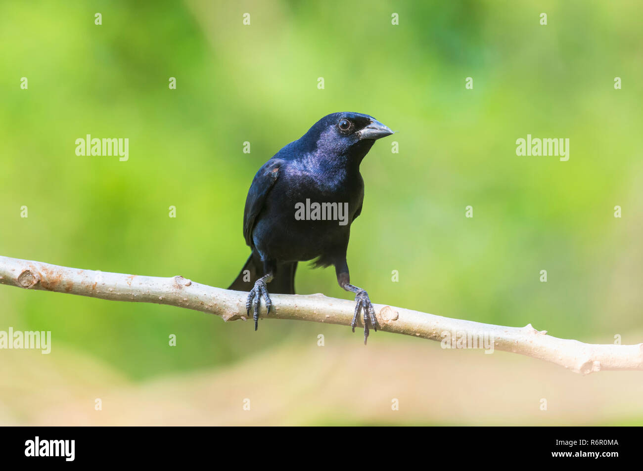 Purplish Jay (Cyanocorax cyanomelas), Pantanal, Mato Grosso, Brazil ...