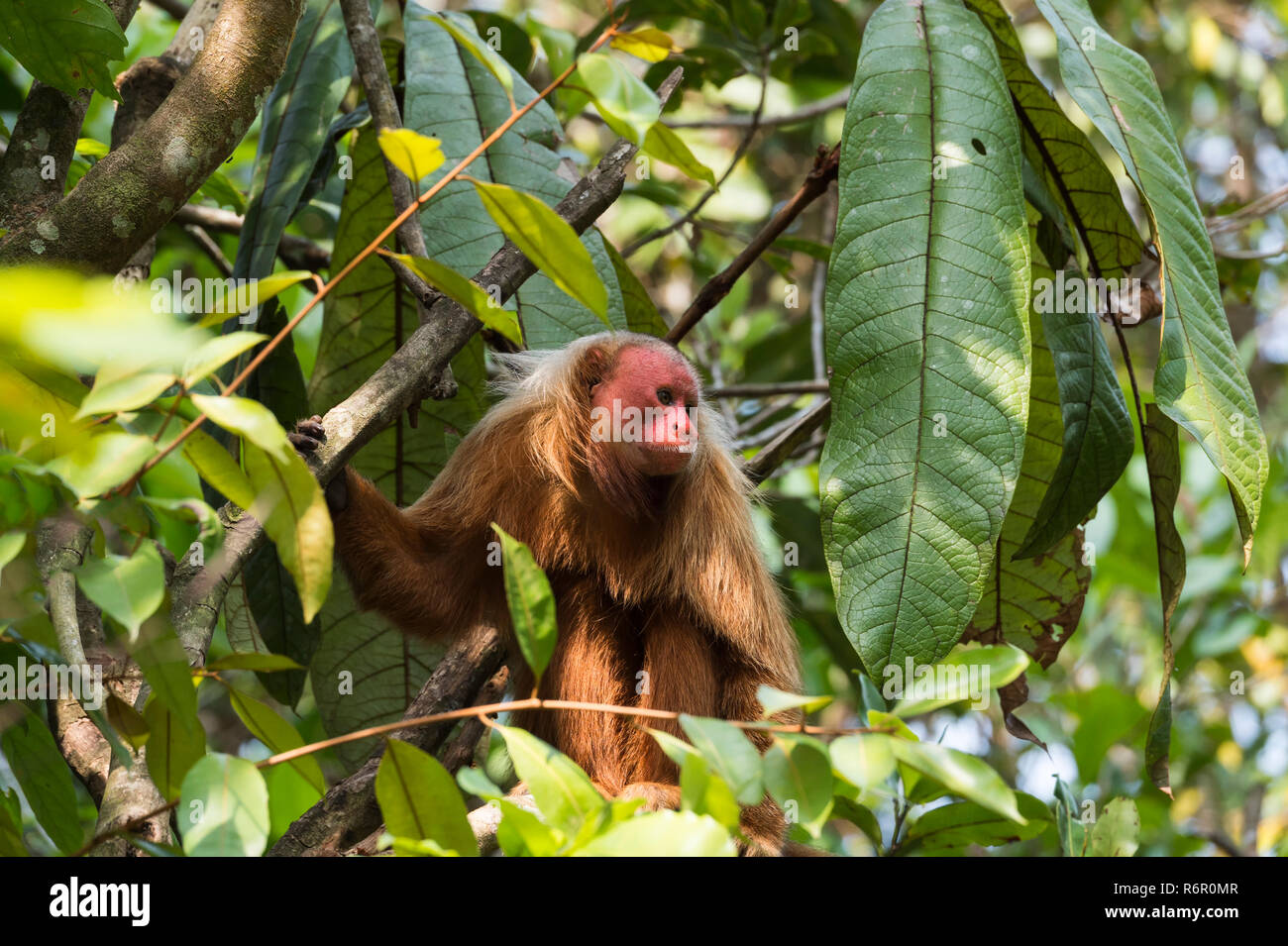 Red bald-headed Uakari monkey also known as British Monkey (Cacajao ...