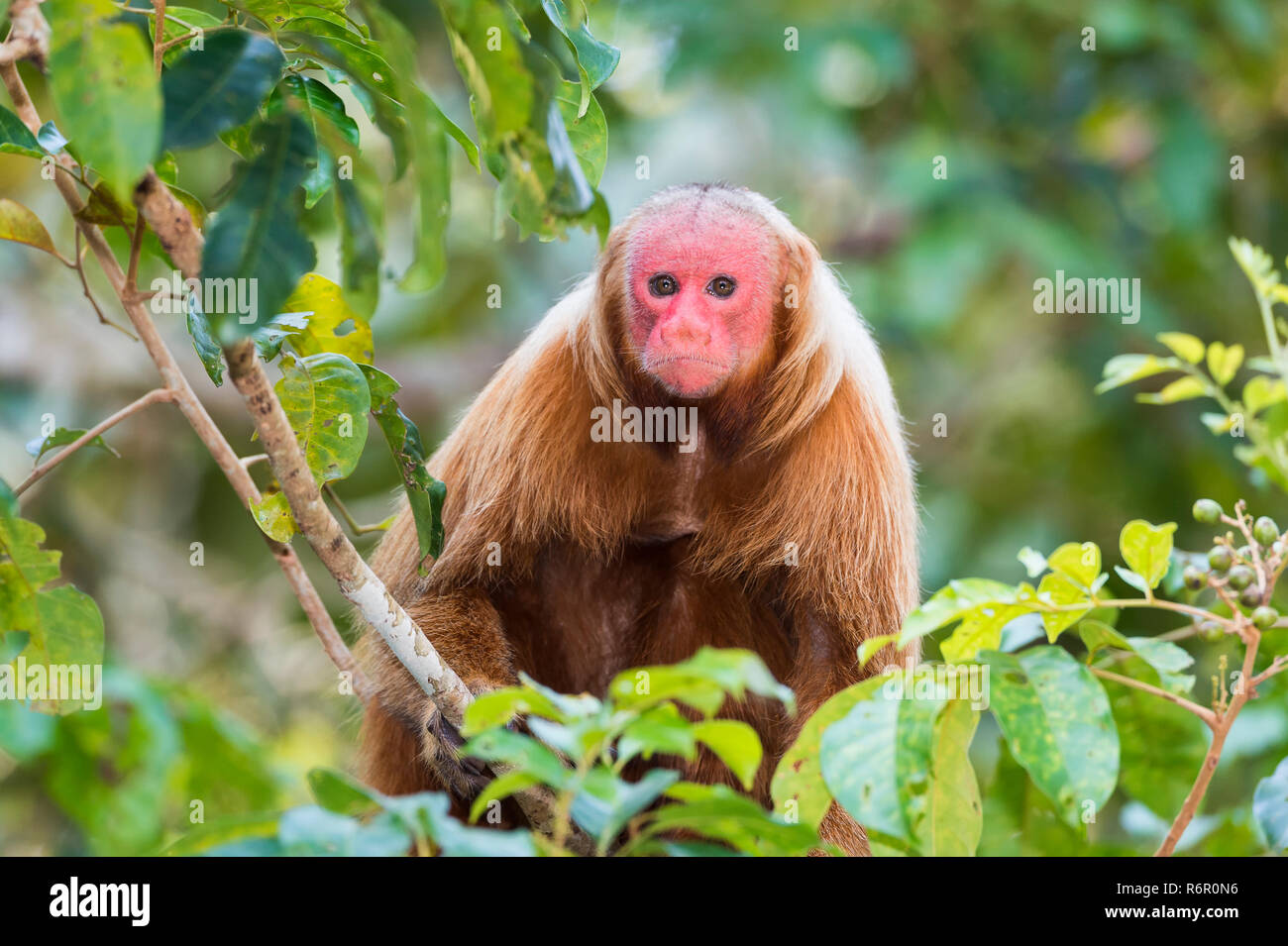 Uakari monkey hi-res stock photography and images - Alamy