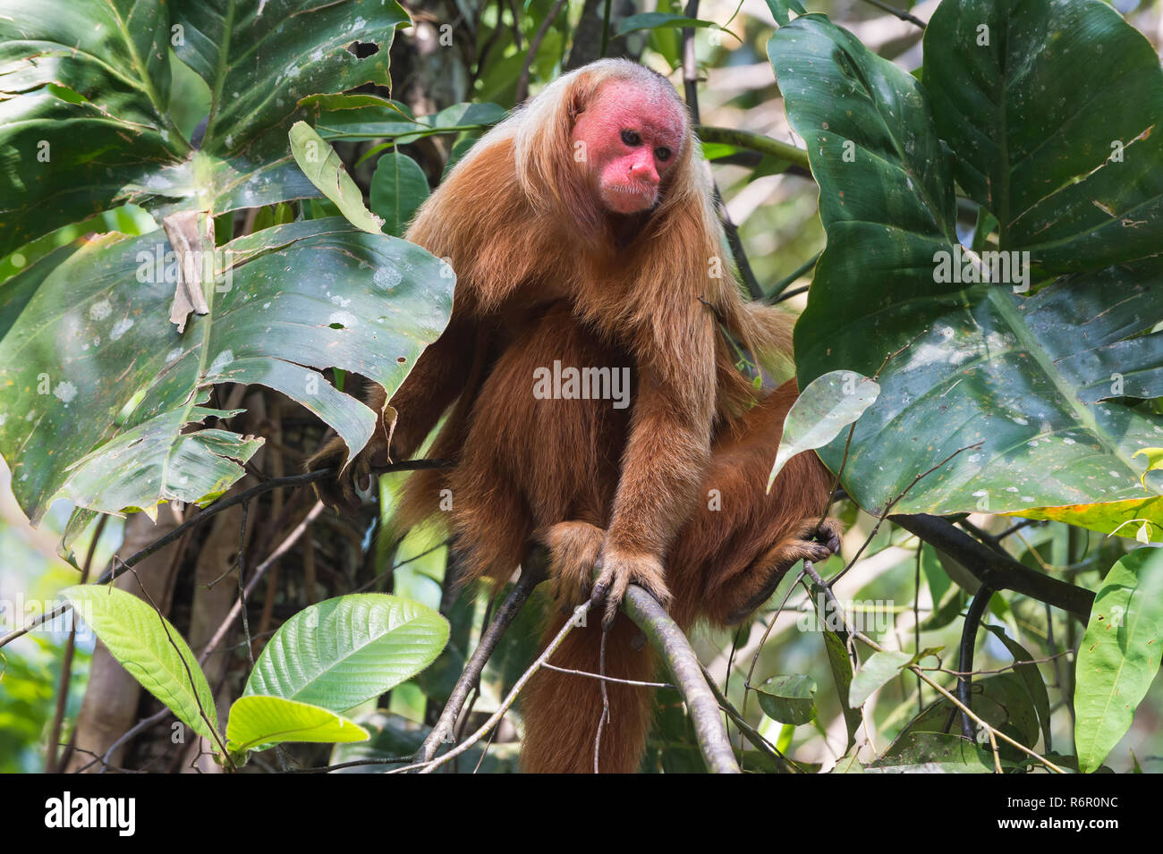 Uakari monkey hi-res stock photography and images - Alamy