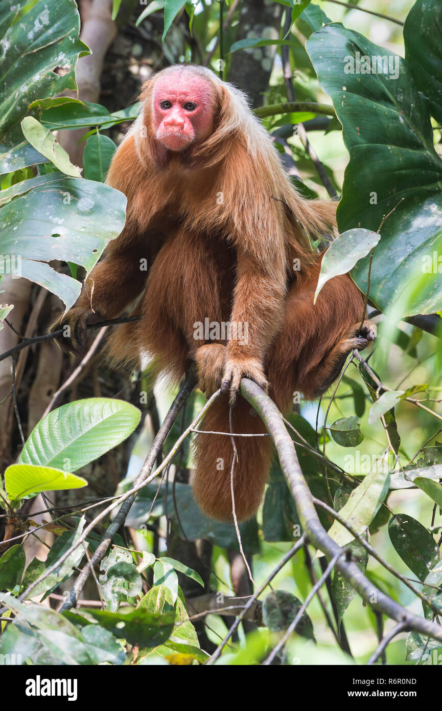 Red bald-headed Uakari monkey also known as British Monkey (Cacajao ...