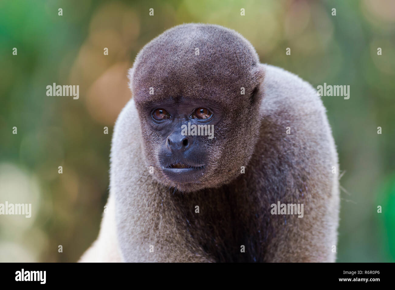Brown woolly monkey also known as common woolly monkey or Humboldt's ...