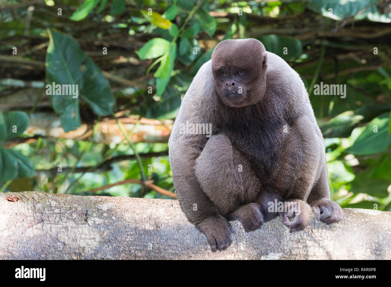 Brown woolly monkey also known as common woolly monkey or Humboldt's ...