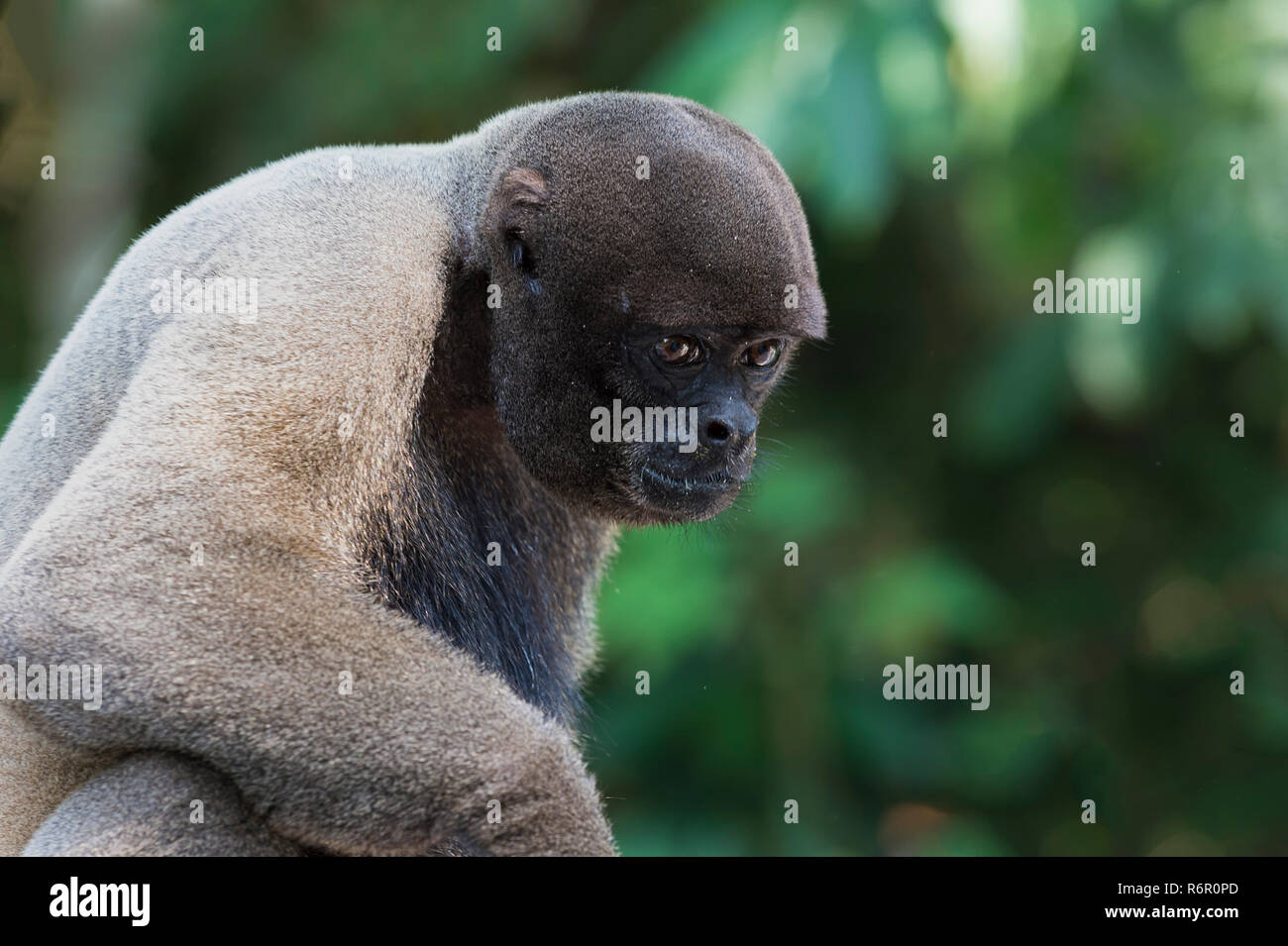 Common woolly monkey hi-res stock photography and images - Alamy