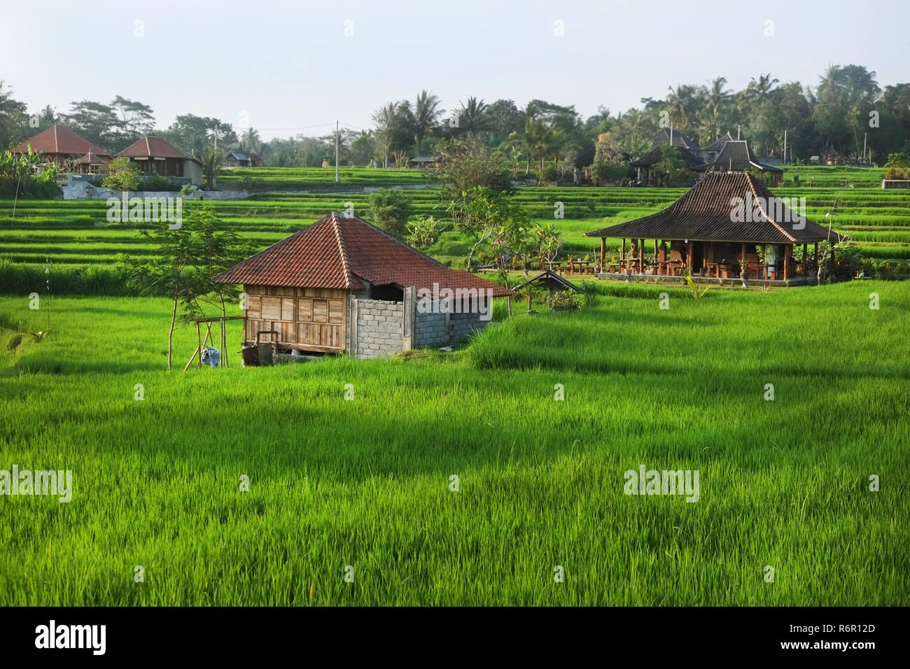 Rice walk hi-res stock photography and images - Alamy