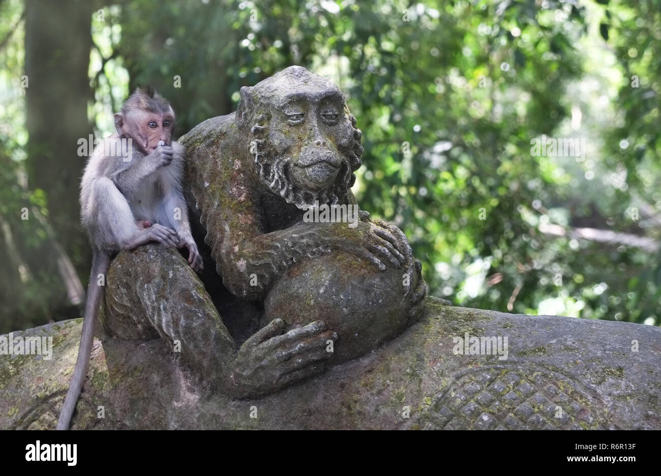 Monkey forest, Ubud Stock Photo - Alamy