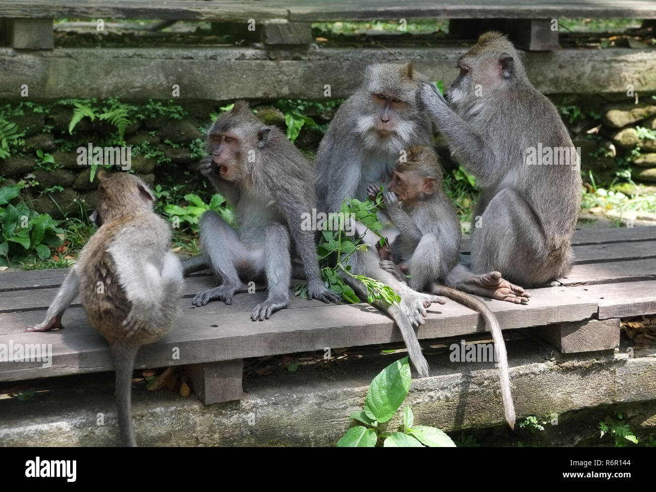 Monkey forest, Ubud Stock Photo - Alamy