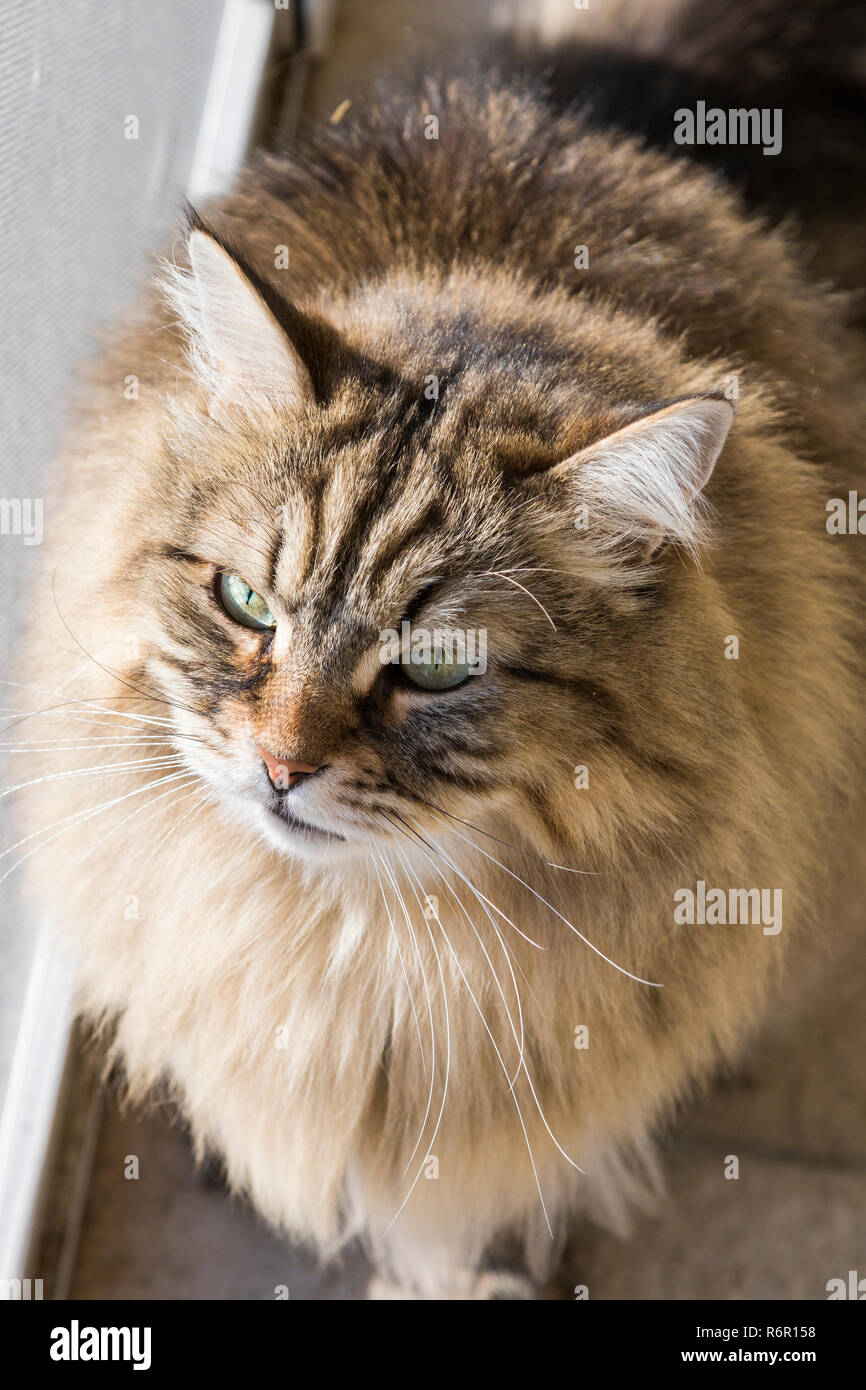 Adorable siberian tabby cat outdoor in a garden, long haired Stock ...