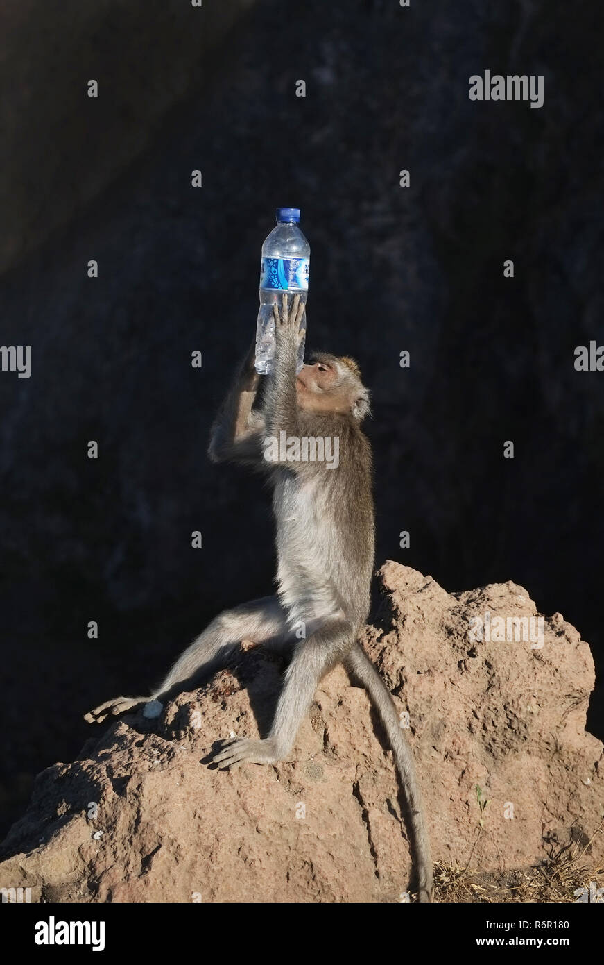 Monkey drinking water from bottle hi-res stock photography and images ...