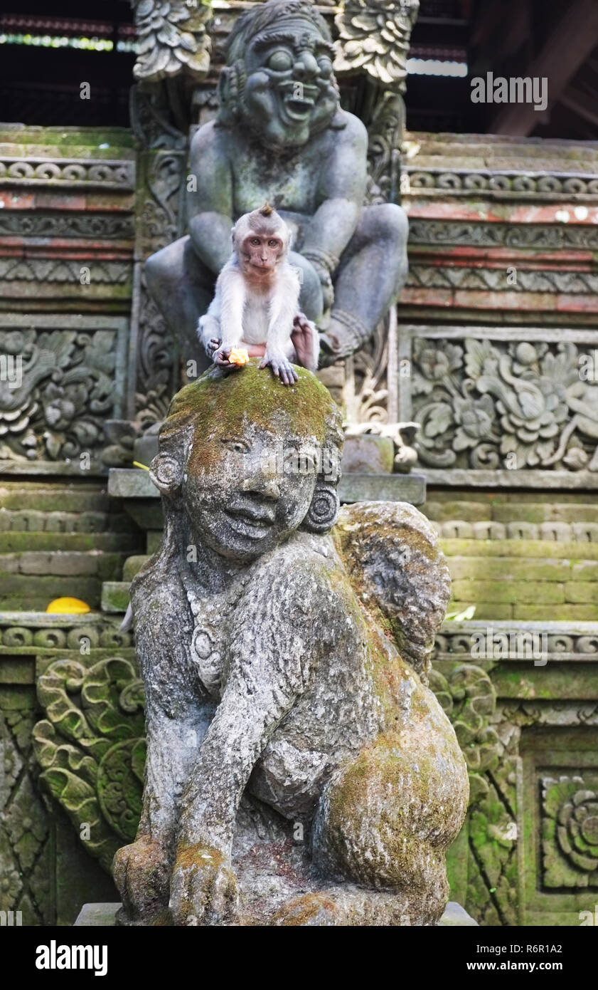 Monkey forest, Ubud Stock Photo - Alamy